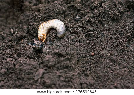 Larva. Vile Disgusting Image & Photo (Free Trial) | Bigstock