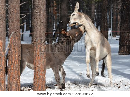 Wild Donkeys Biting Image & Photo (Free Trial) | Bigstock