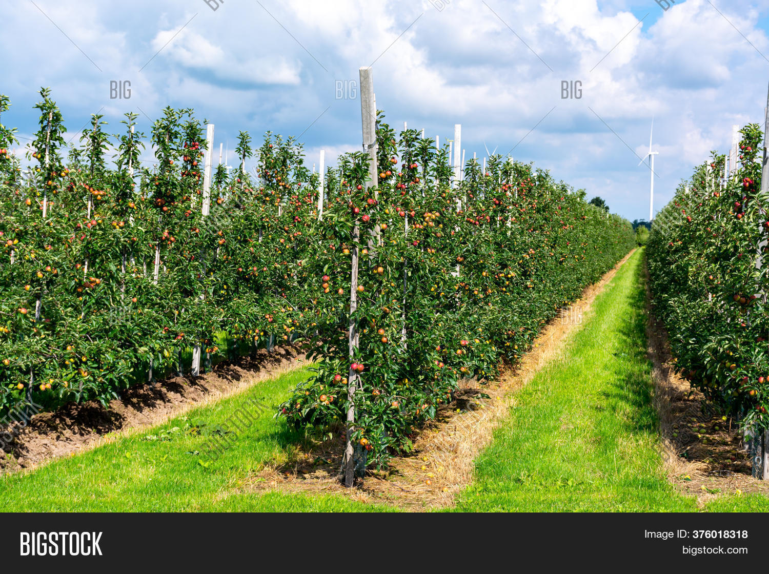 Green Organic Orchards Image & Photo (Free Trial) | Bigstock