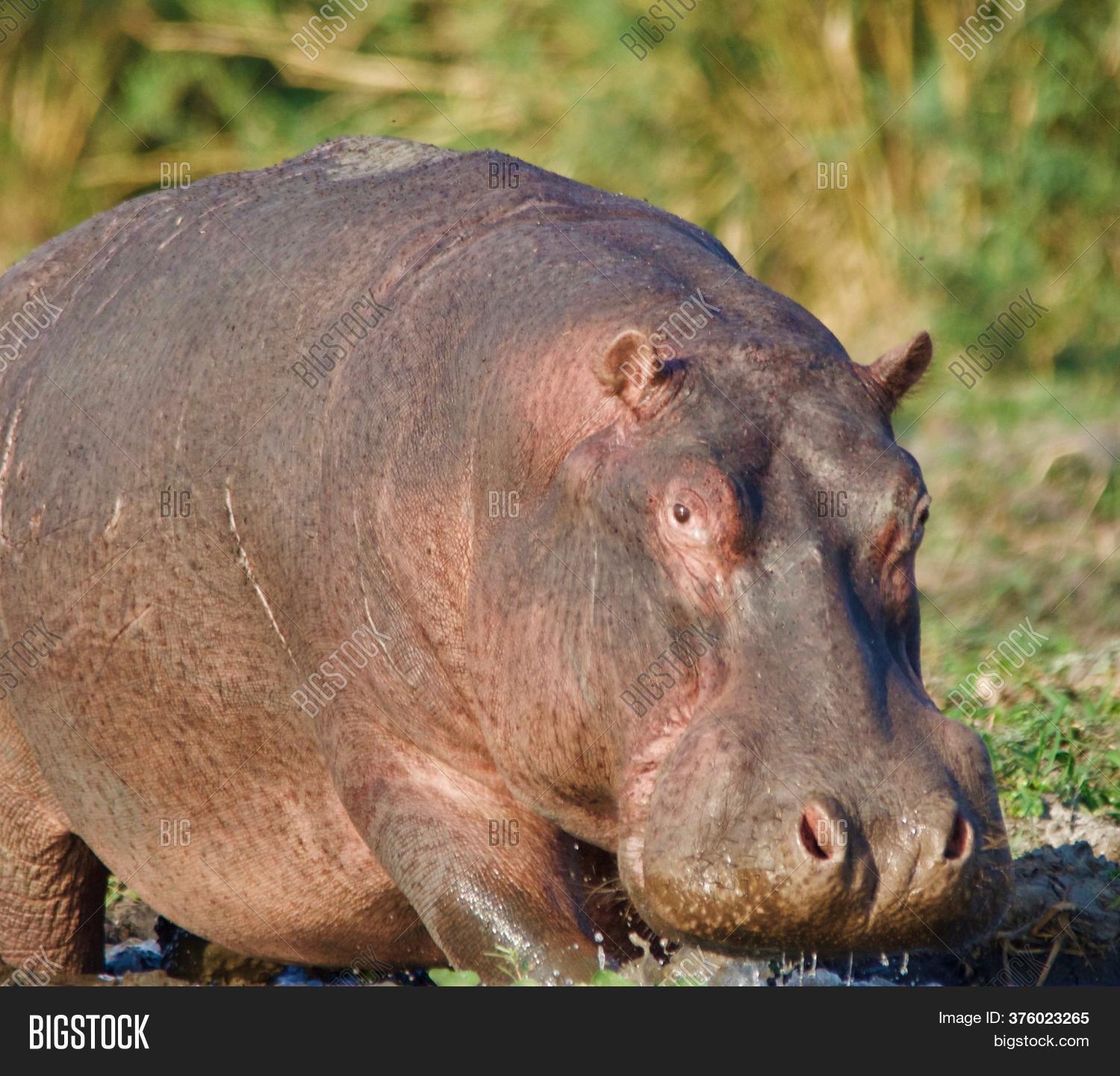 Young Hippo Enters Image & Photo (Free Trial) | Bigstock