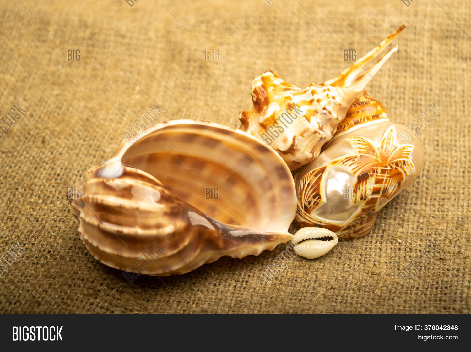 Beautiful Sea Shells Image & Photo (Free Trial) | Bigstock