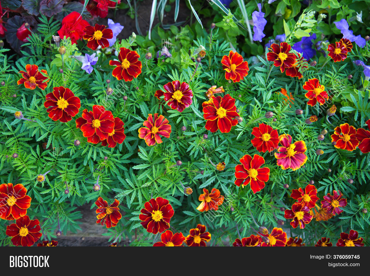 Bright Red Flowers Image & Photo (Free Trial) | Bigstock