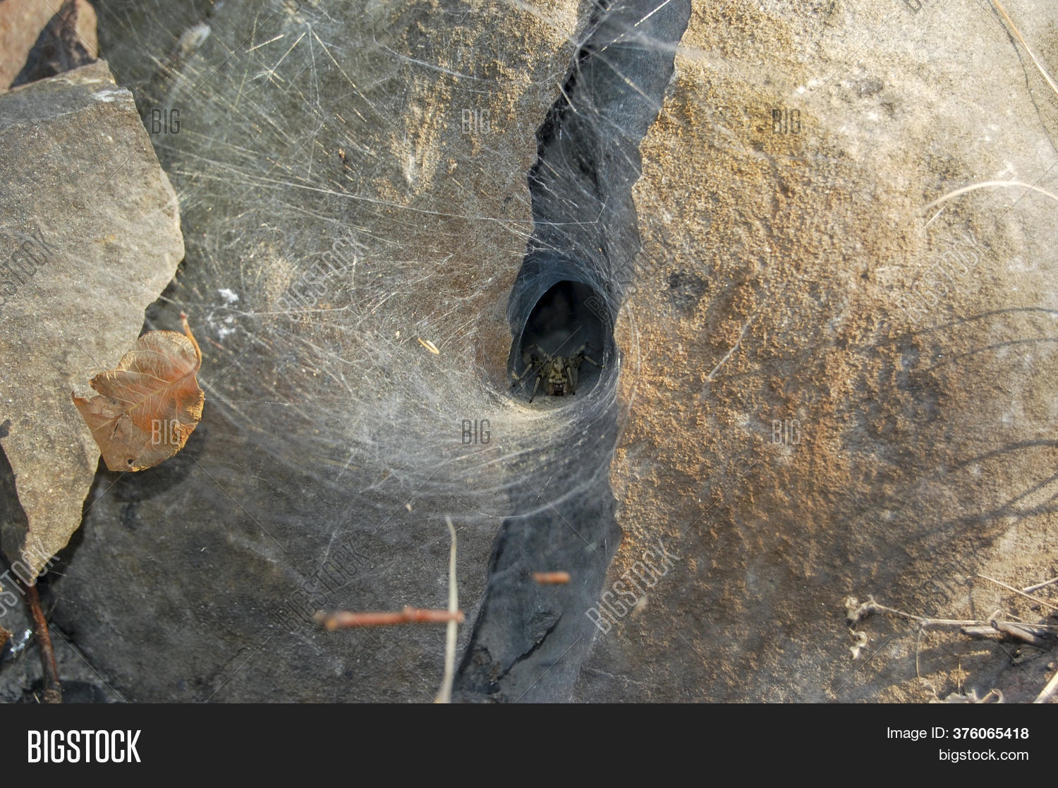 Spider Sits Circular Image & Photo (Free Trial) | Bigstock
