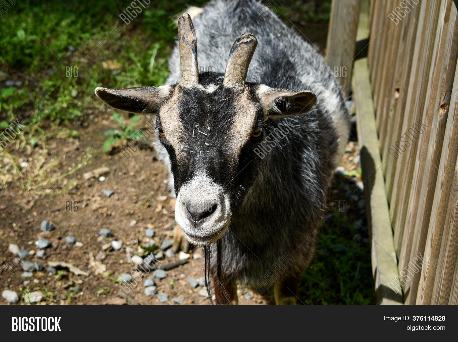 Goat. Portrait Goat On Image & Photo (Free Trial) | Bigstock