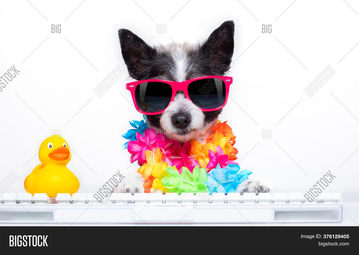 Poodle Dog Booking Image & Photo (Free Trial) | Bigstock