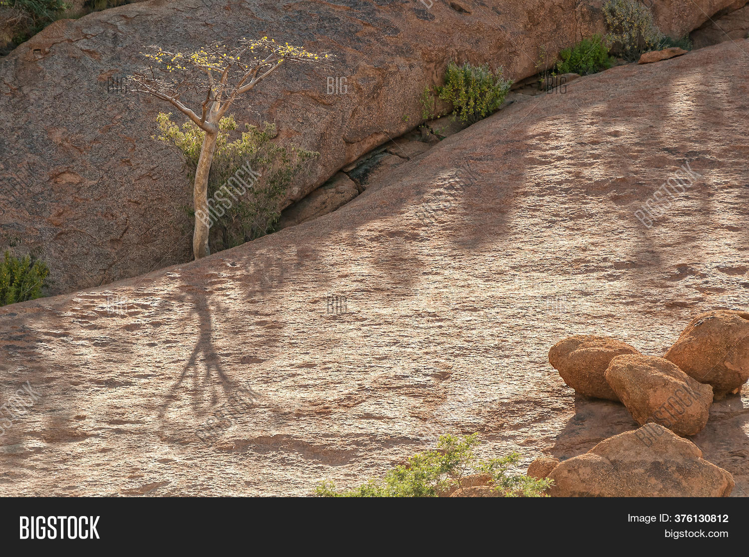 Tree Growing Crack Image & Photo (Free Trial) | Bigstock