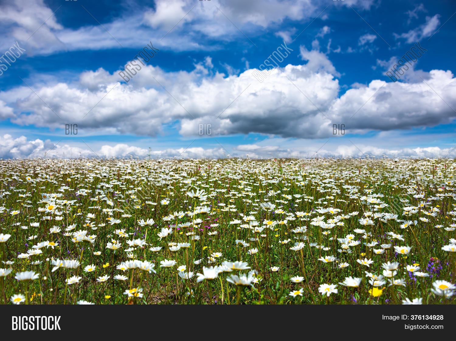Field Daisies Sunlight Image & Photo (Free Trial) | Bigstock