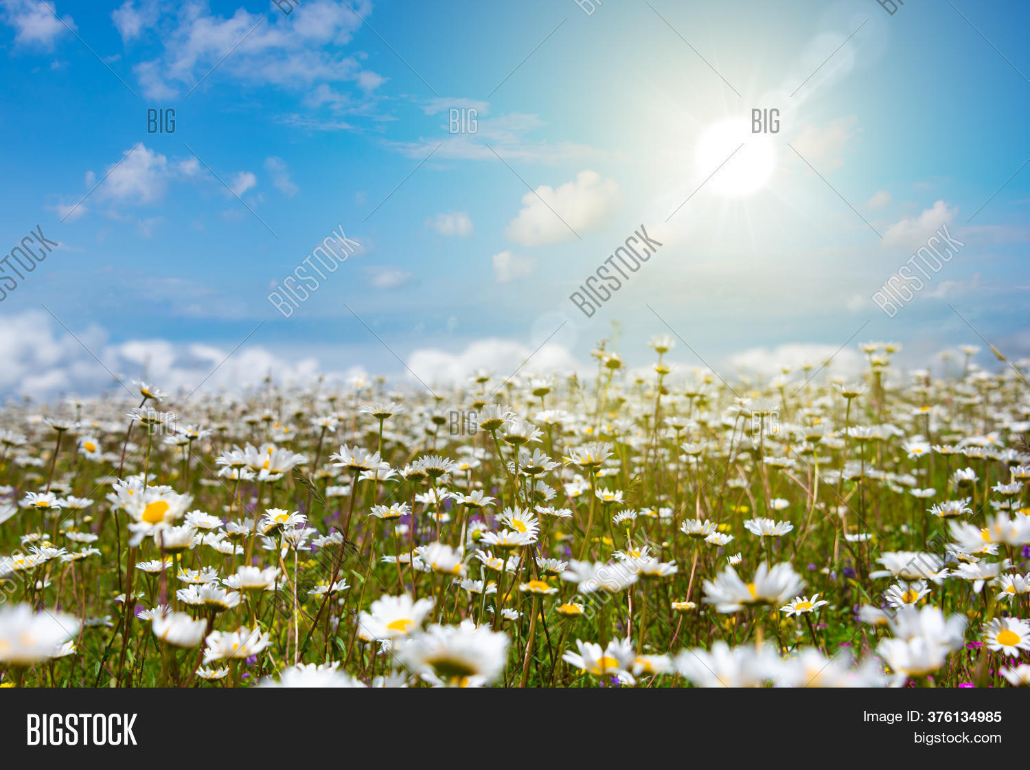 Field Daisies Sunlight Image & Photo (Free Trial) | Bigstock