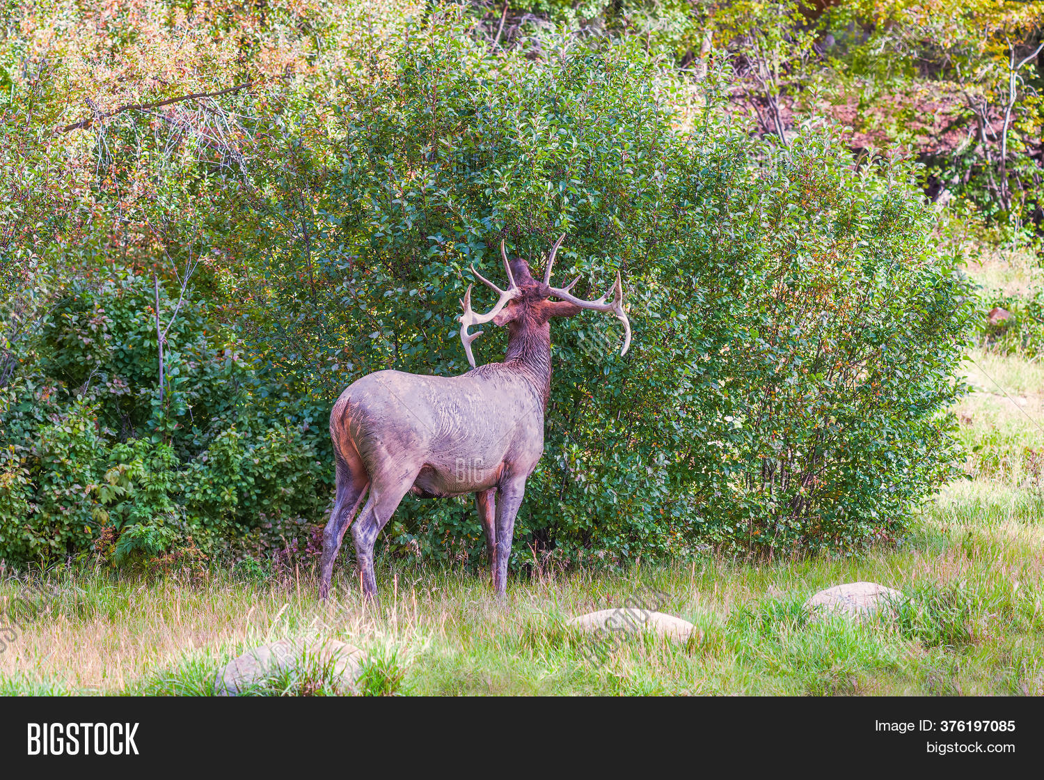 Dirty Male Elk Wapity Image & Photo (Free Trial) | Bigstock