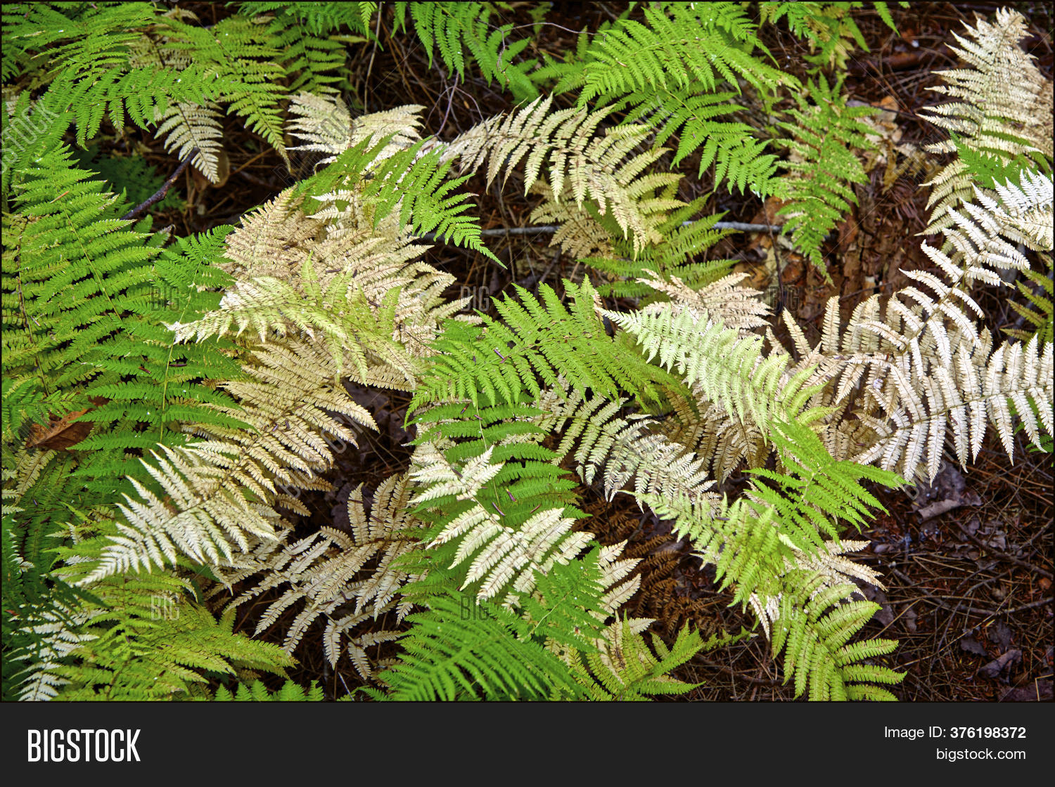 Perfect Natural Fern Image & Photo (Free Trial) | Bigstock