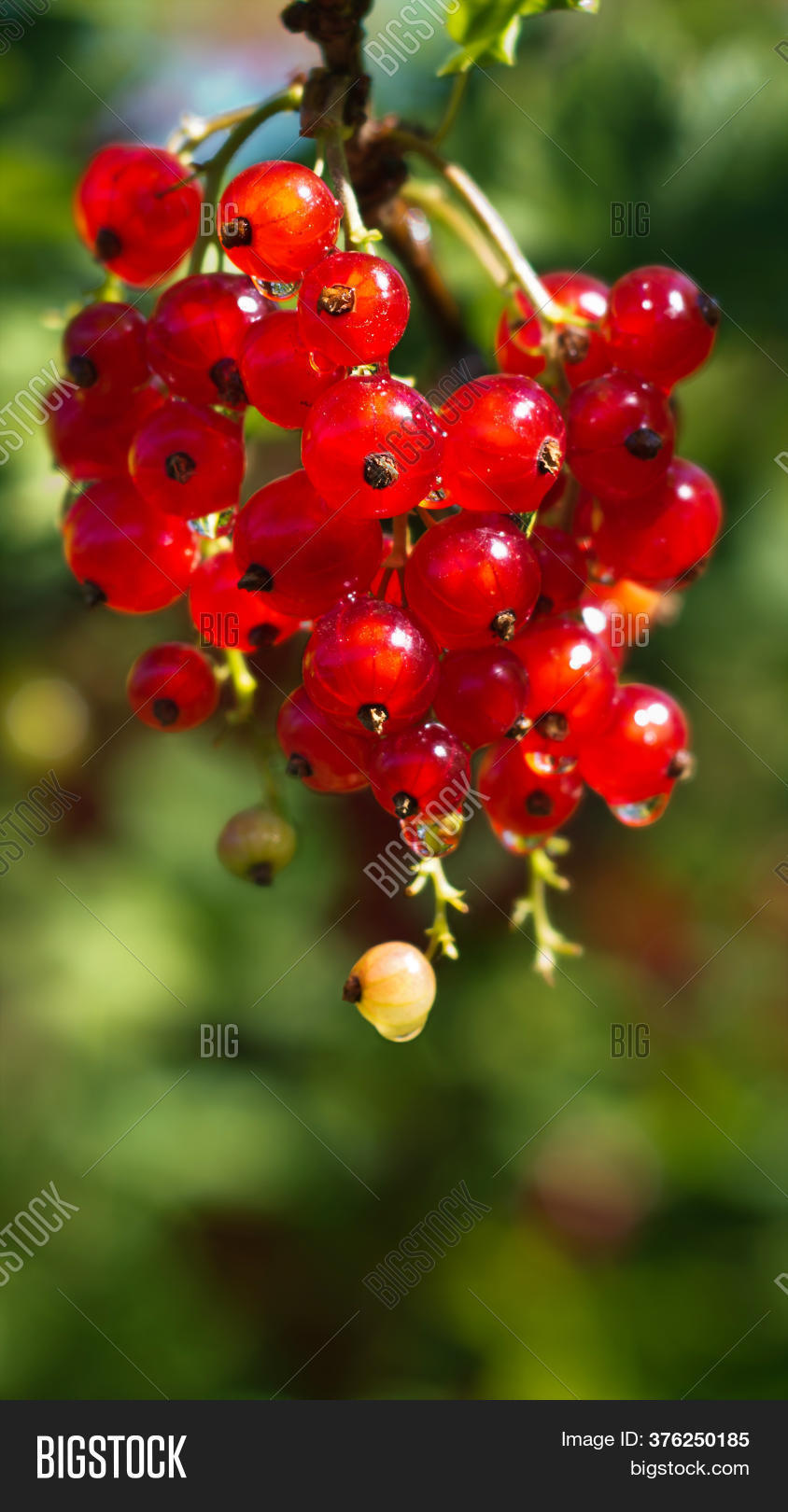 Red Currants After Image & Photo (Free Trial) | Bigstock