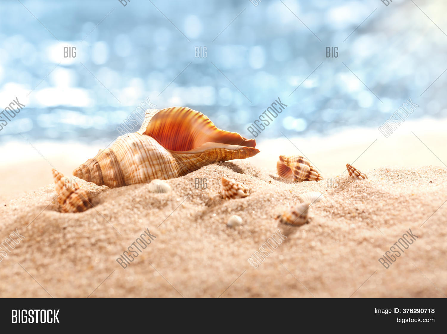 Sea Shells On Tropical Image & Photo (Free Trial) | Bigstock