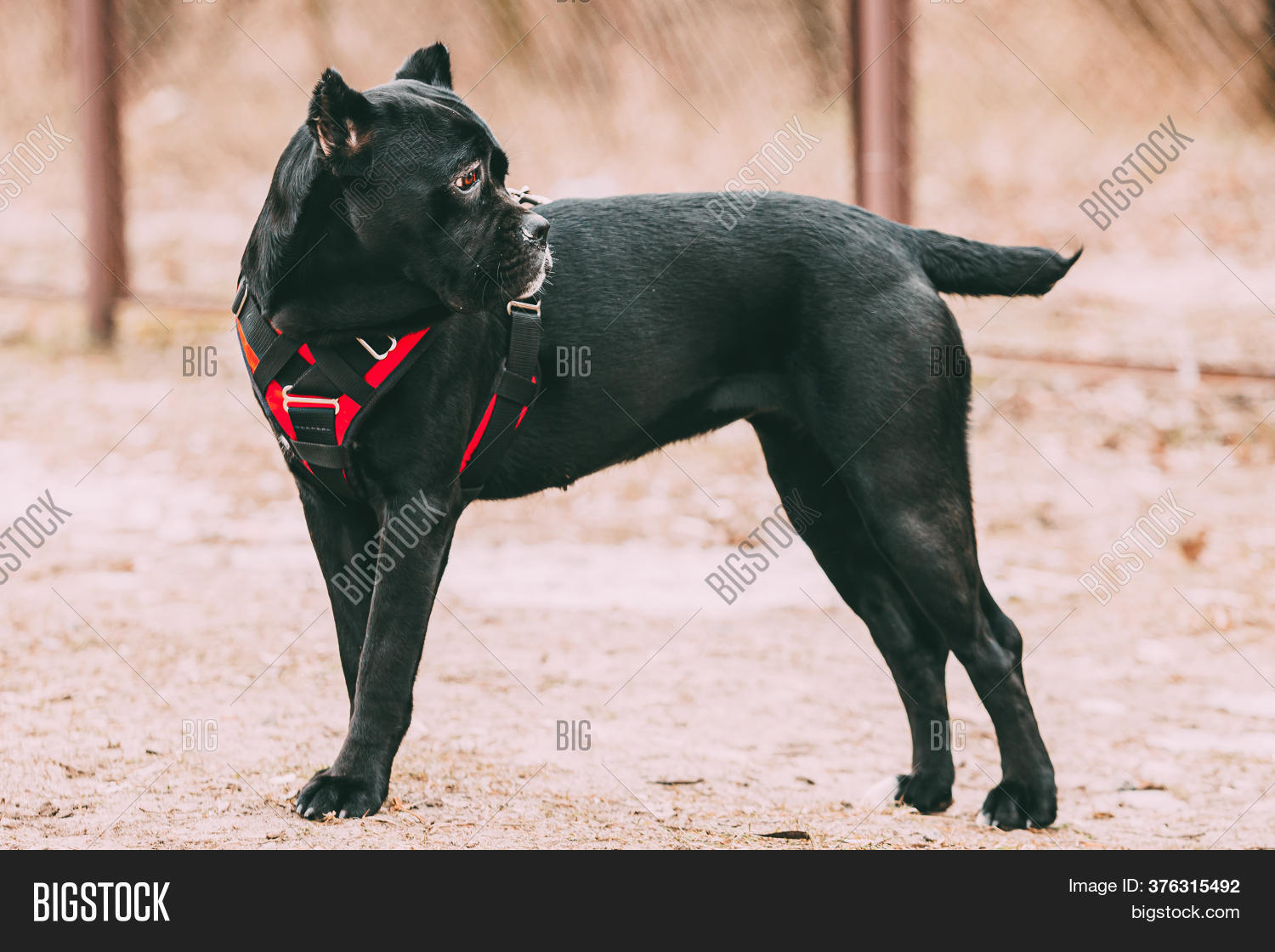 Black Young Cane Corso Image & Photo (Free Trial) | Bigstock