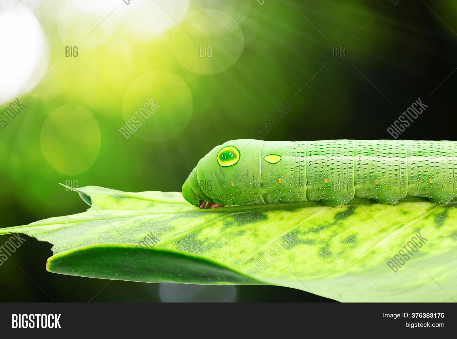Macro Green Worm Image & Photo (Free Trial) | Bigstock