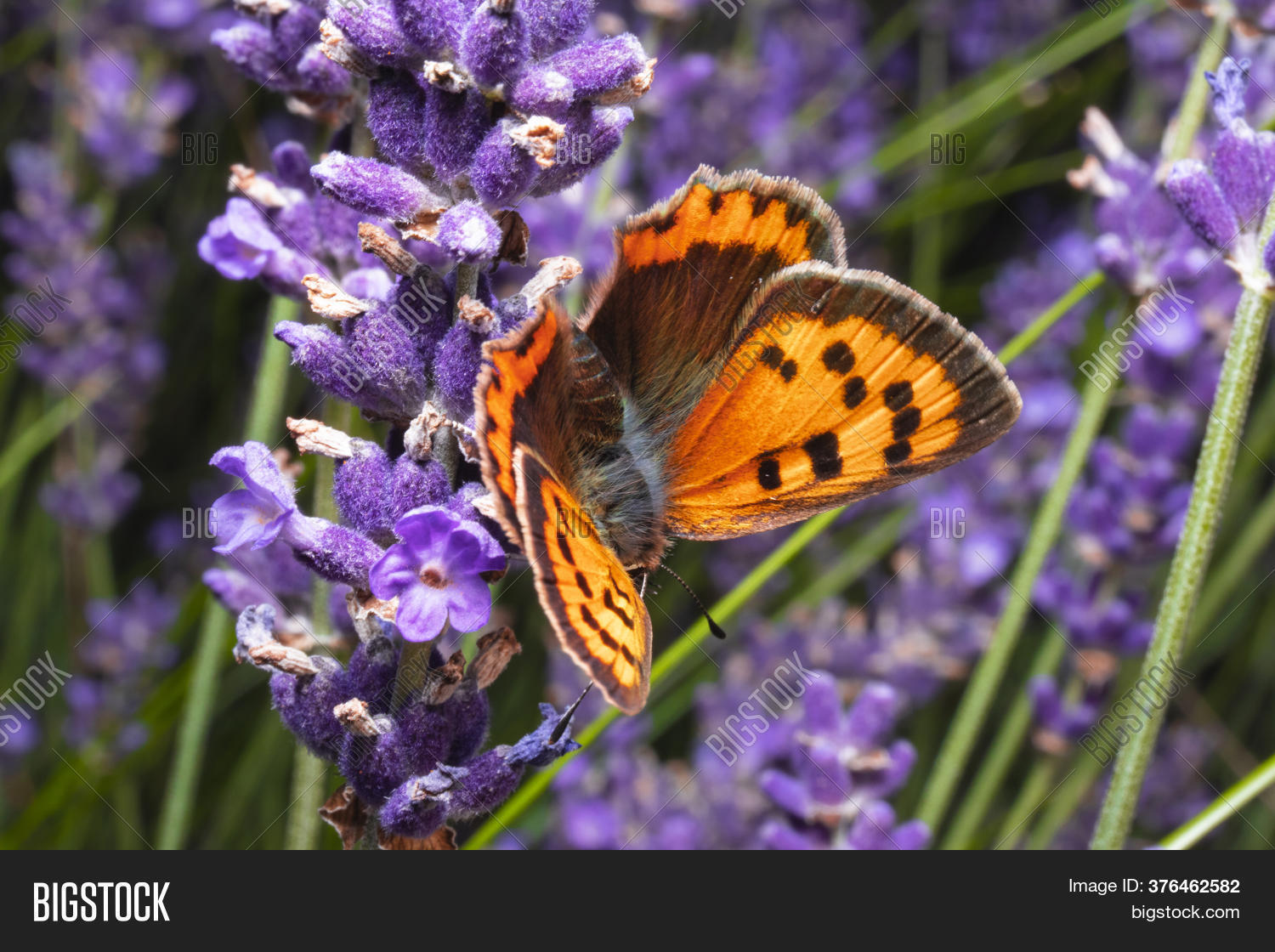 Scarce Copper Image & Photo (Free Trial) | Bigstock