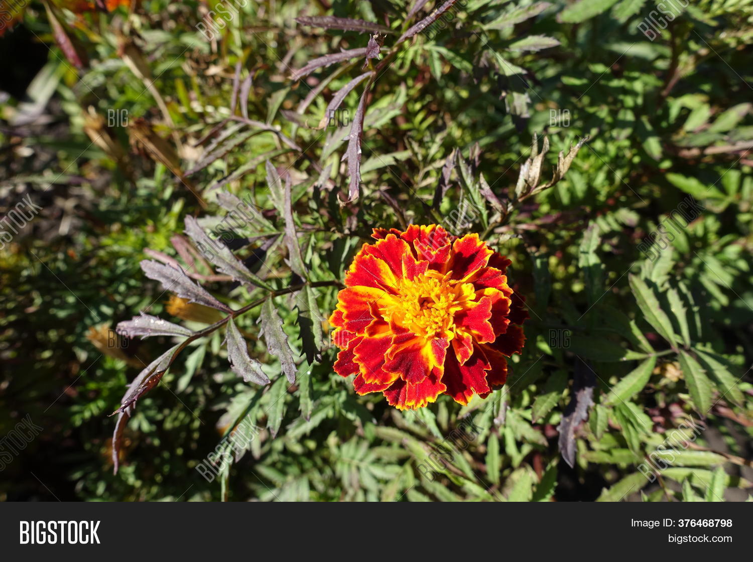 Flower Head Red Image & Photo (Free Trial) | Bigstock