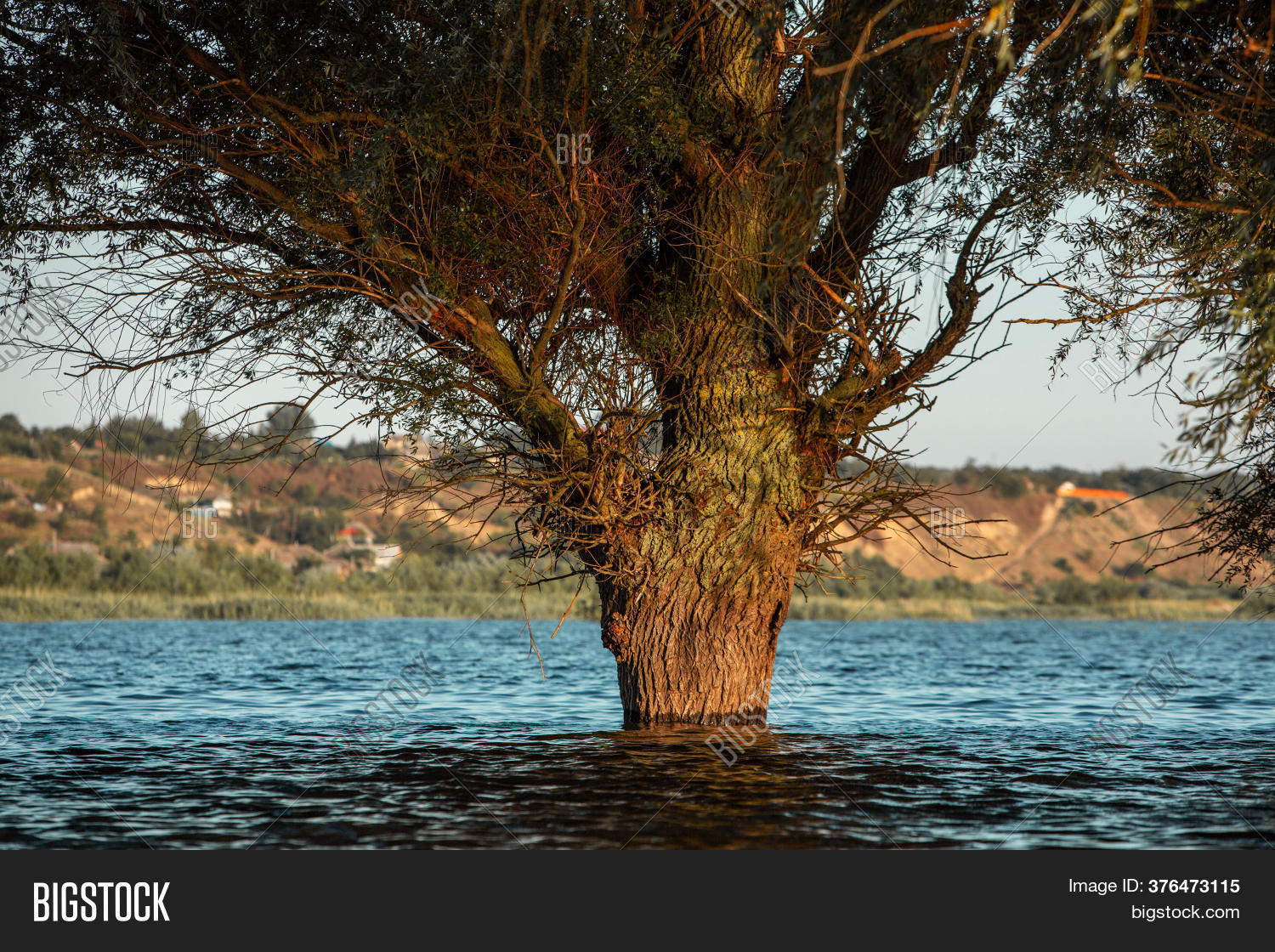 Trees Lake Roots Under Image & Photo (Free Trial) | Bigstock