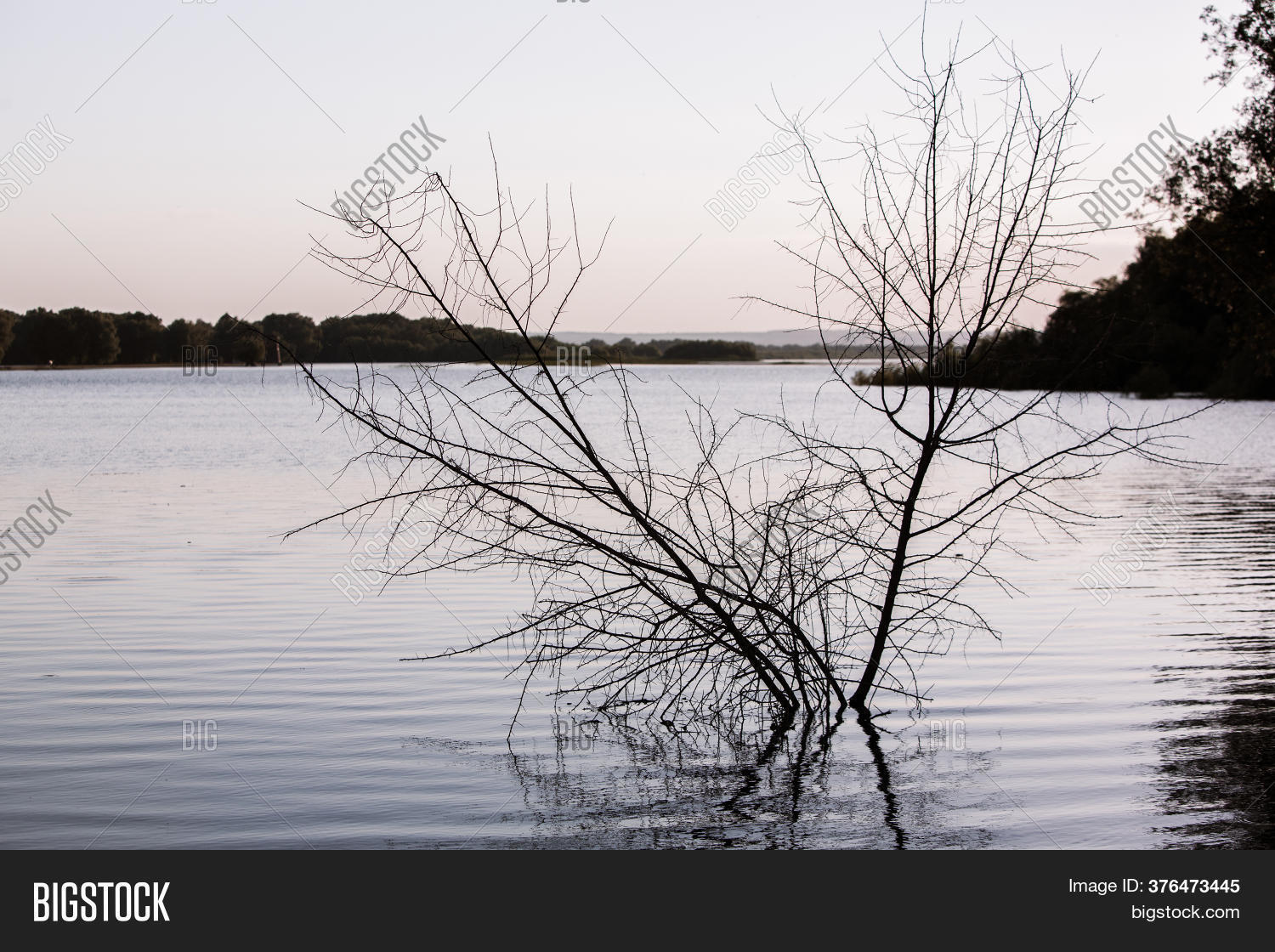 Trees Lake Roots Under Image & Photo (Free Trial) | Bigstock