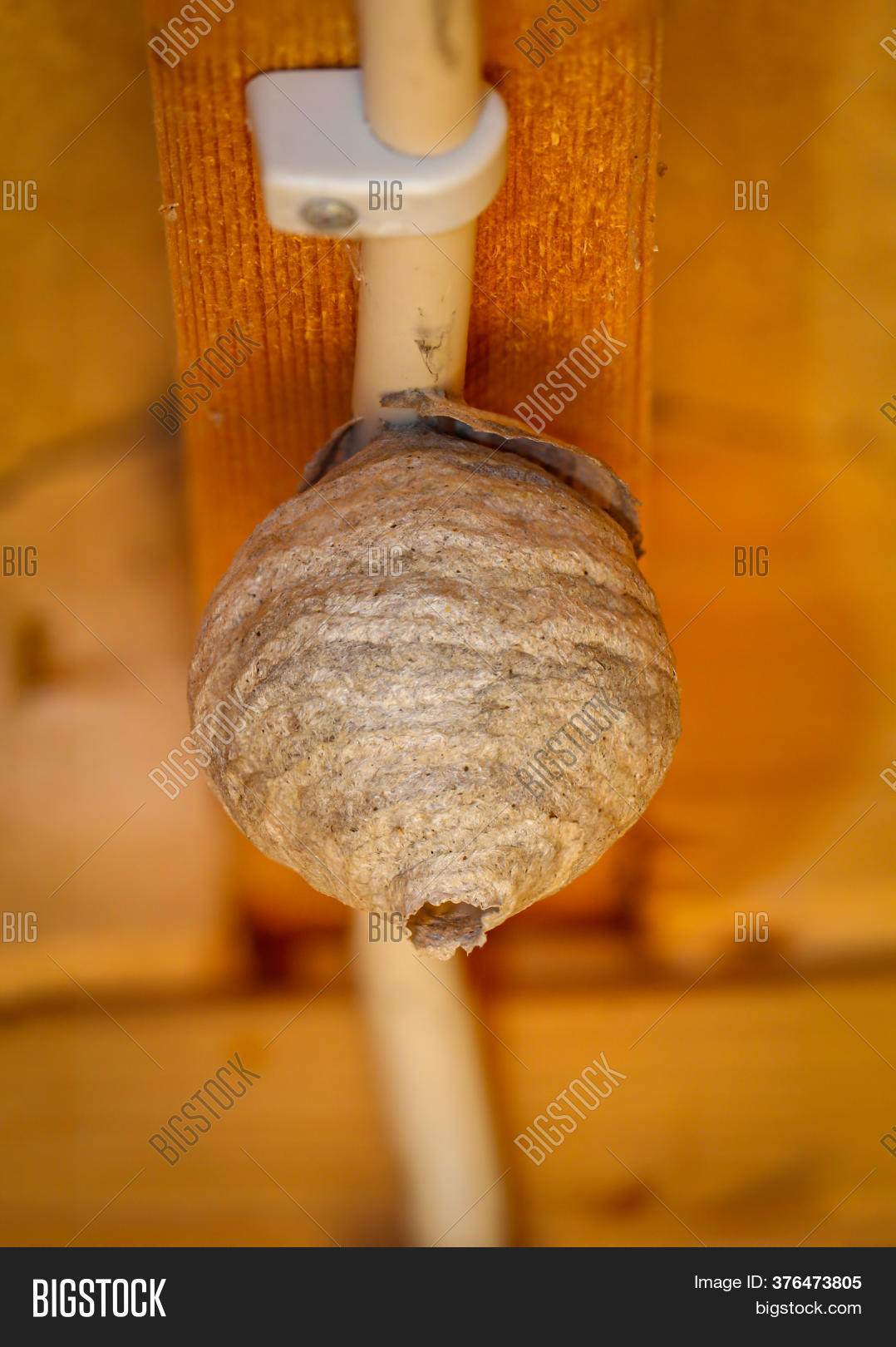 Start Wasp Nest Under Image & Photo (Free Trial) | Bigstock