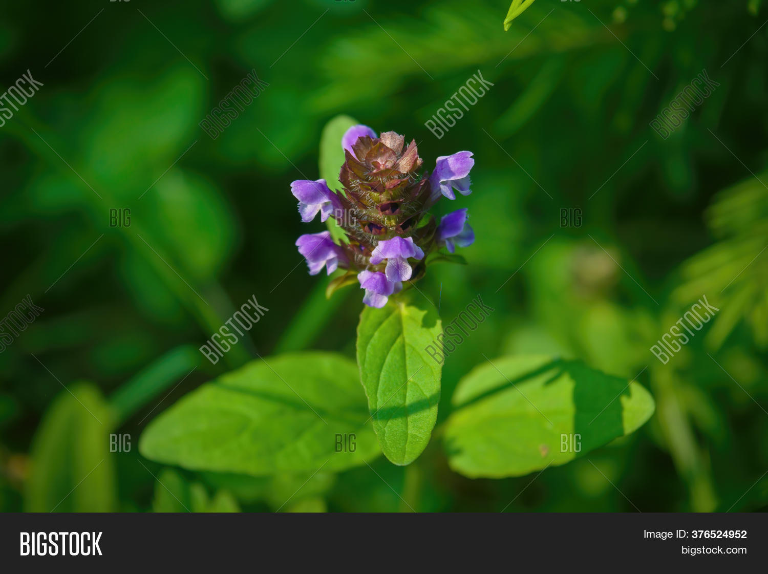 Prunella Vulgaris Image & Photo (Free Trial) | Bigstock
