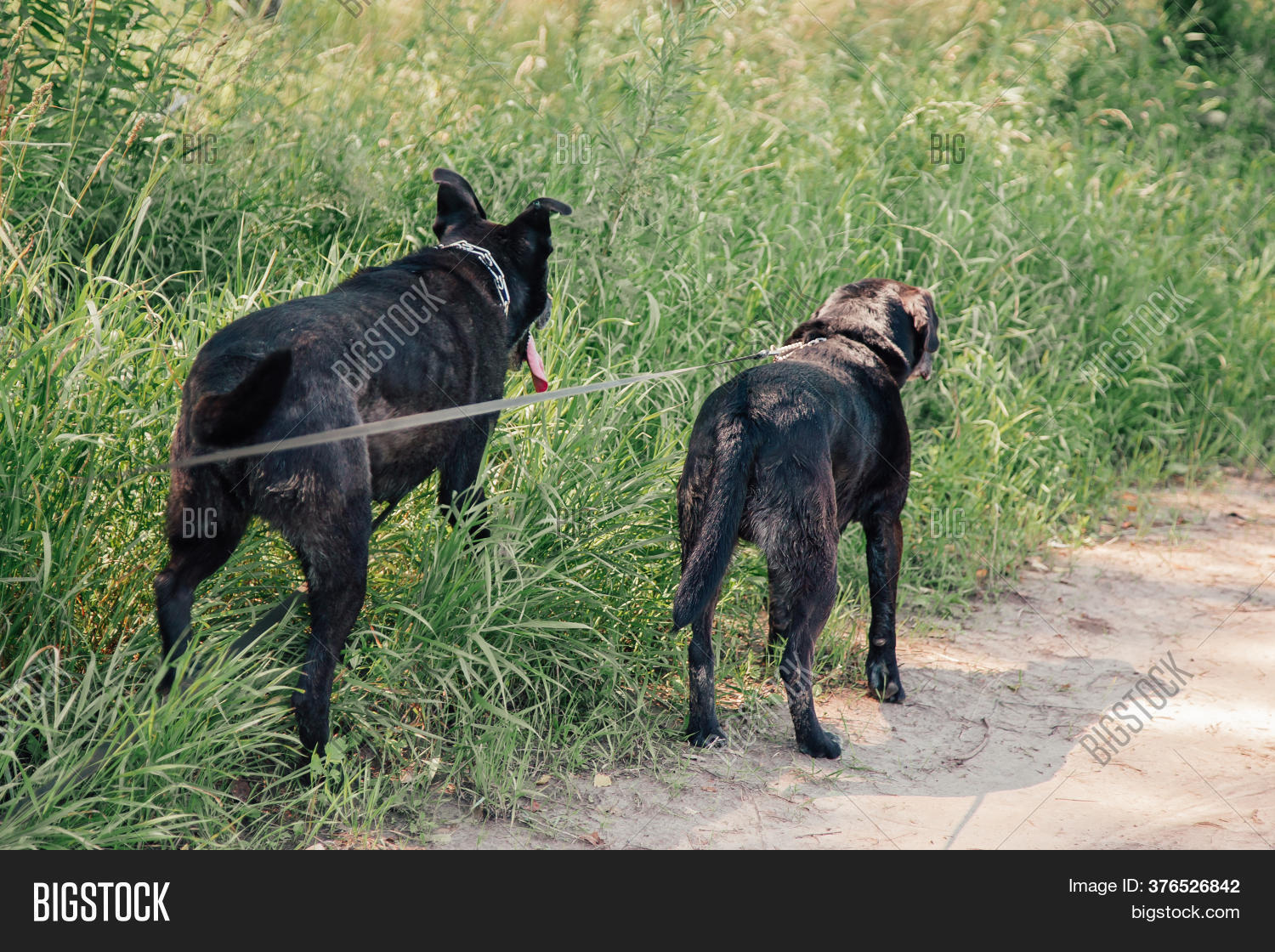 Two Beautiful Big Dogs Image & Photo (Free Trial) | Bigstock