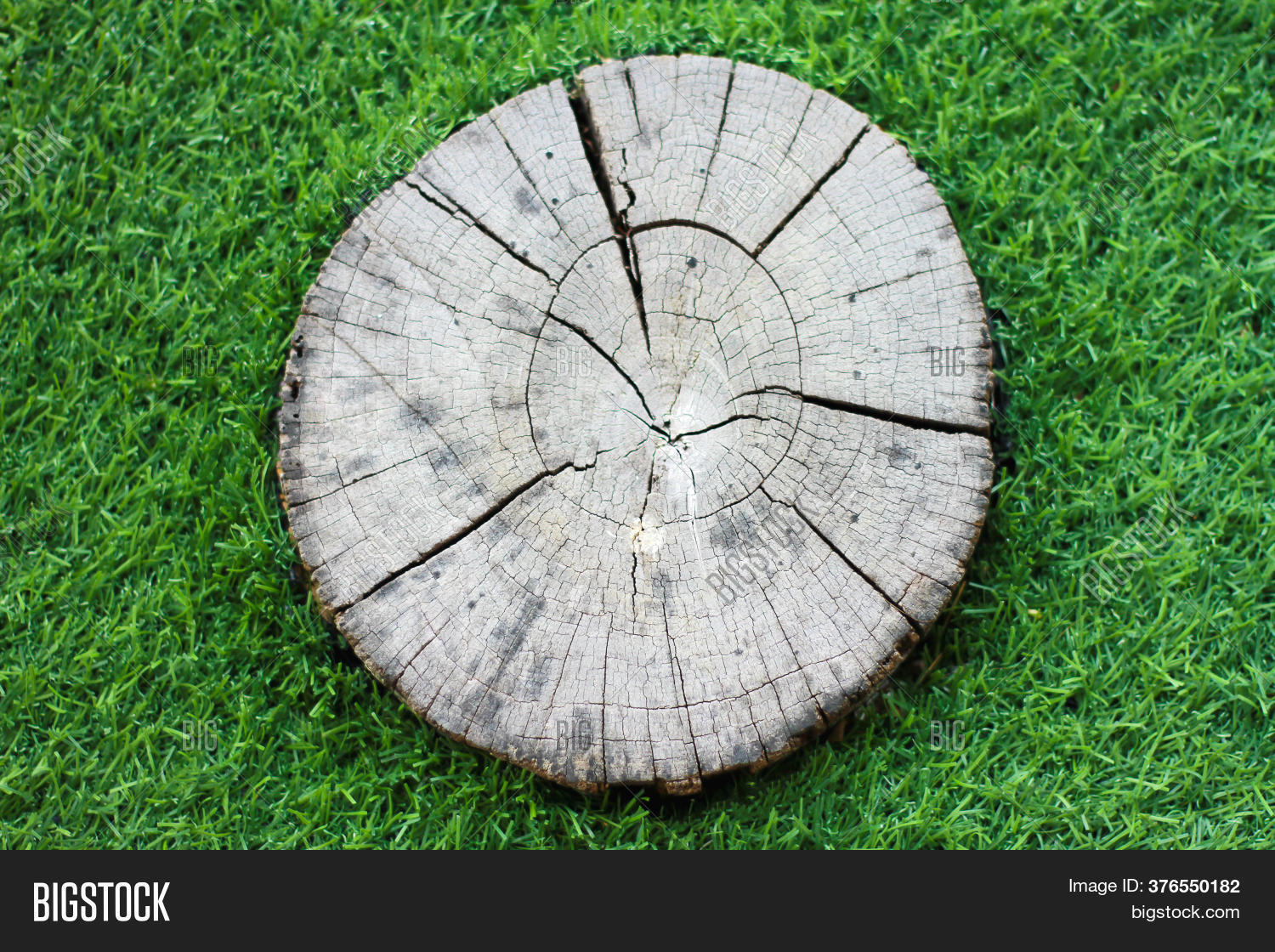 Old Dry Tree Stump Image & Photo (Free Trial) | Bigstock