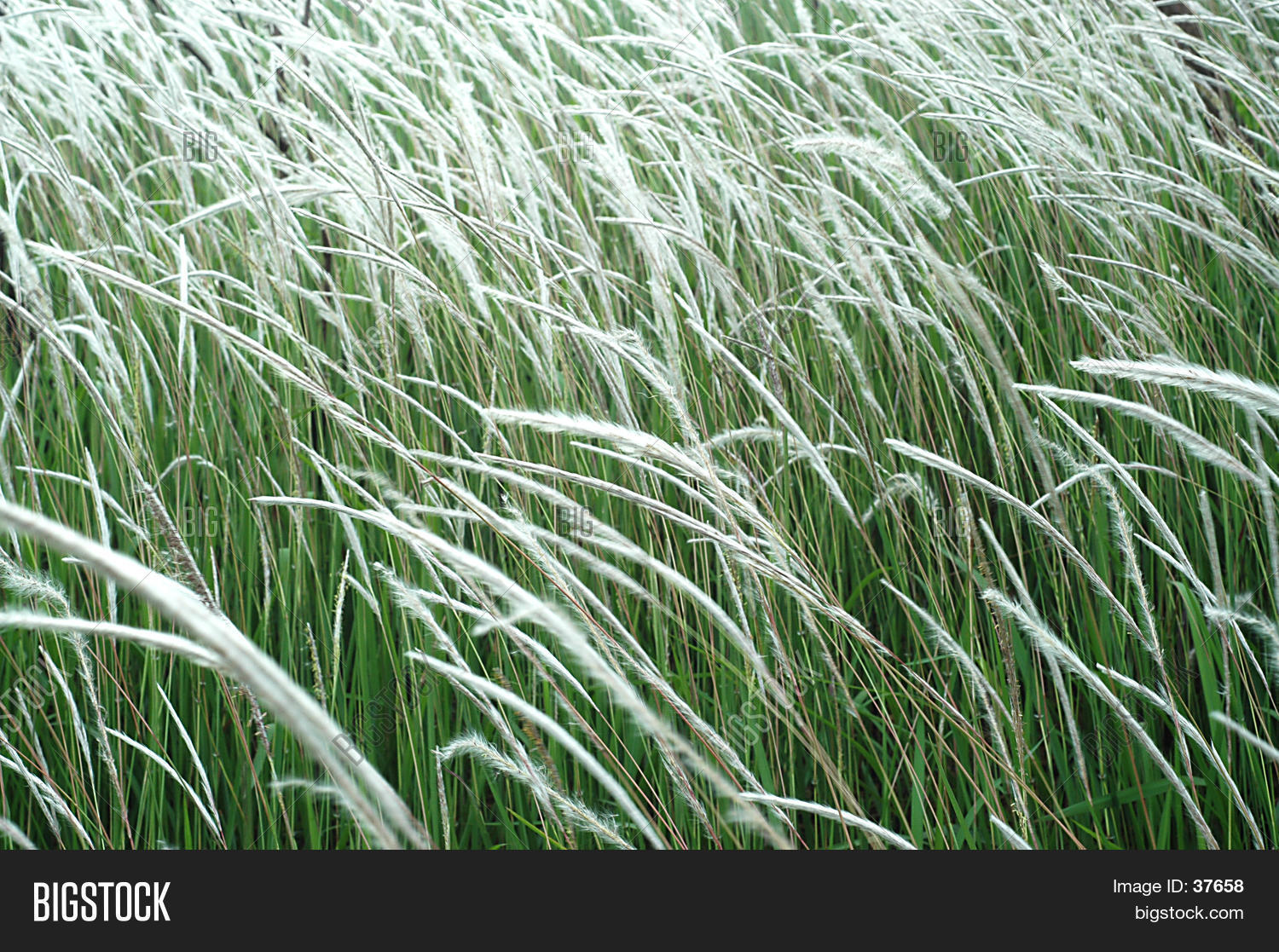 Lallang Image & Photo (Free Trial) | Bigstock