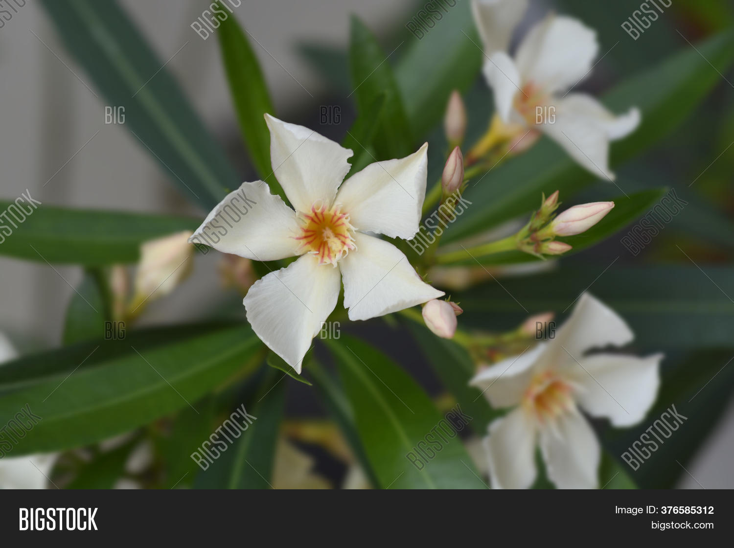 Common Oleander Pale Image & Photo (Free Trial) | Bigstock