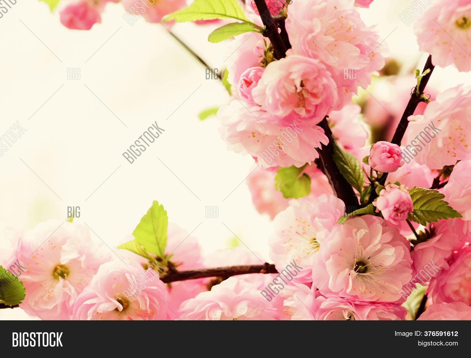 Sakura Blooming Tree Image & Photo (Free Trial) | Bigstock