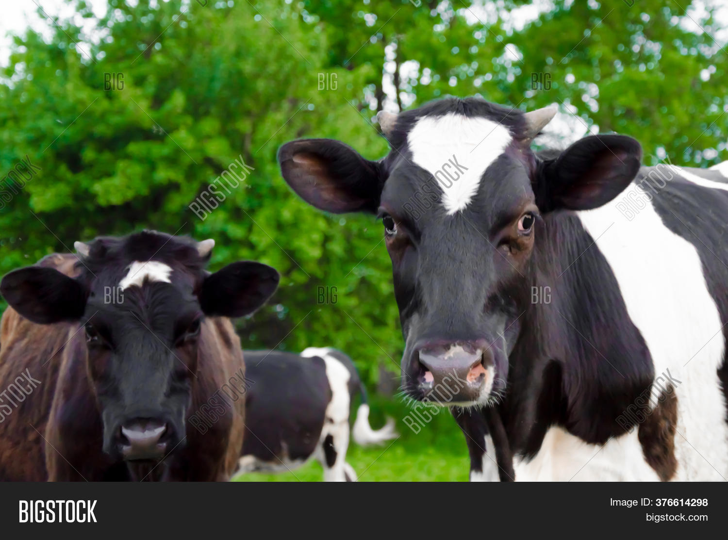 Two Cows Eating Grass Image & Photo (Free Trial) | Bigstock