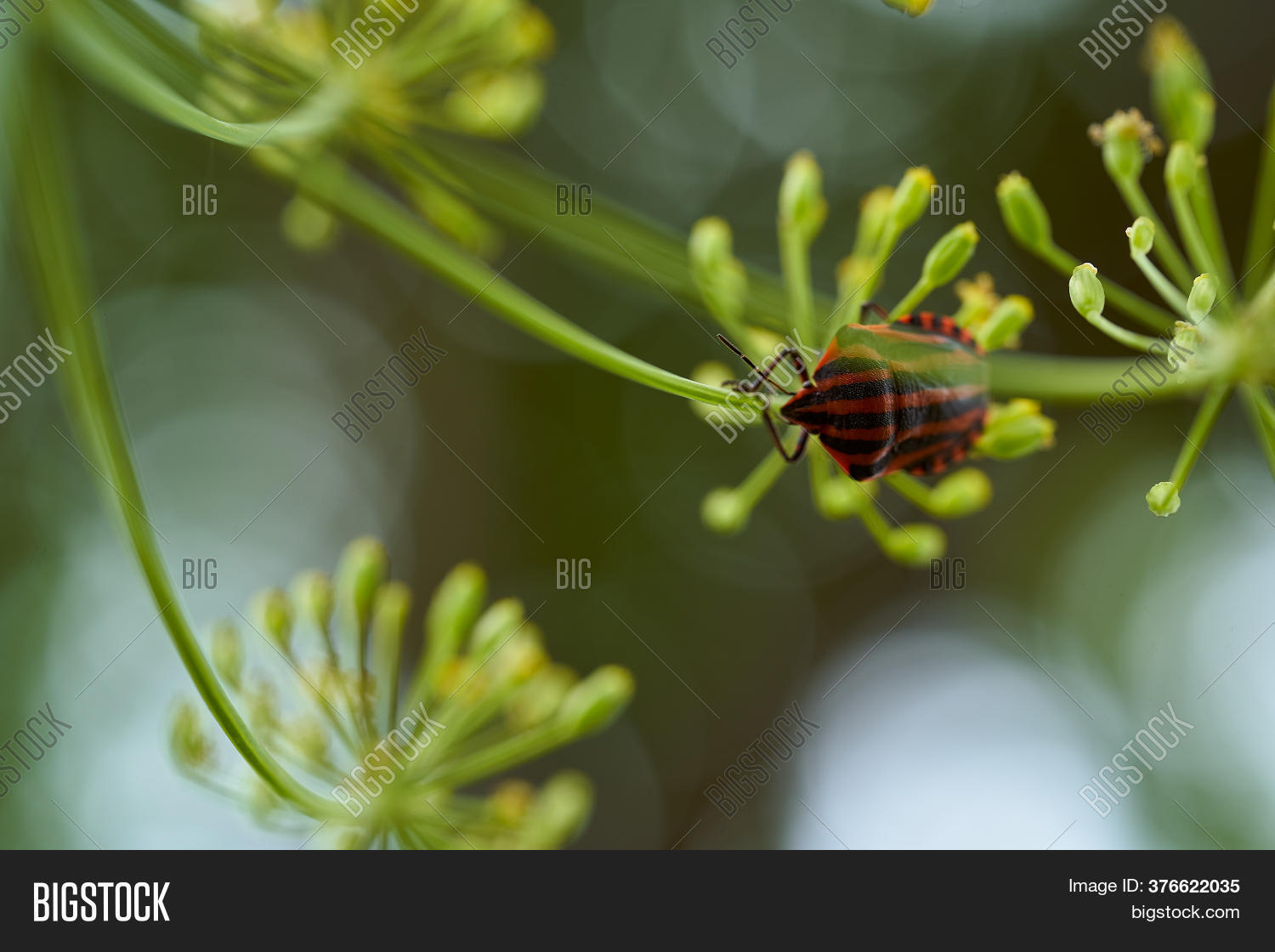 Red Striped Bedbug On Image & Photo (Free Trial) | Bigstock