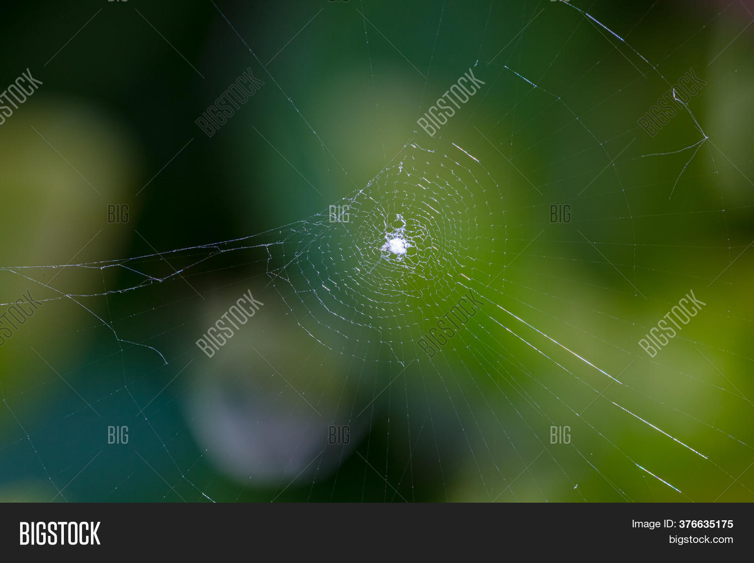 Pretty Spider Web On Image & Photo (Free Trial) | Bigstock