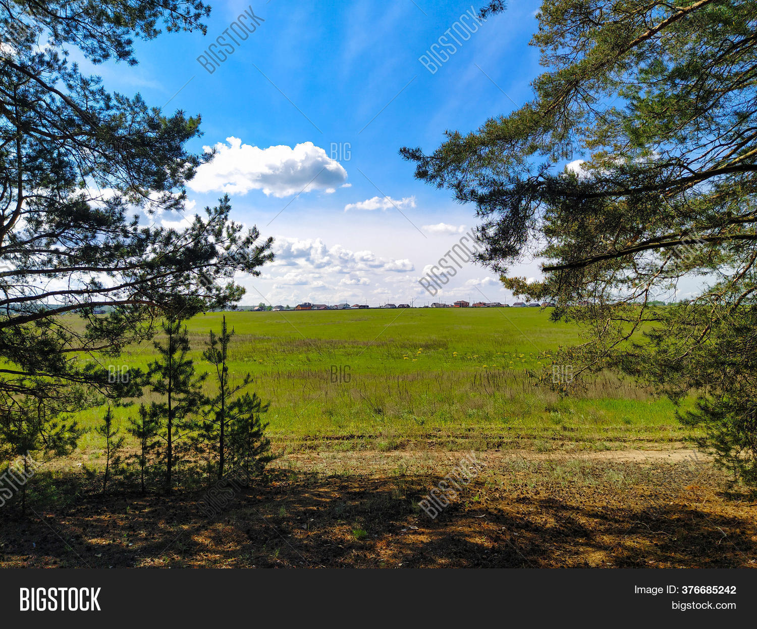 Image Summer Field Image & Photo (Free Trial) | Bigstock