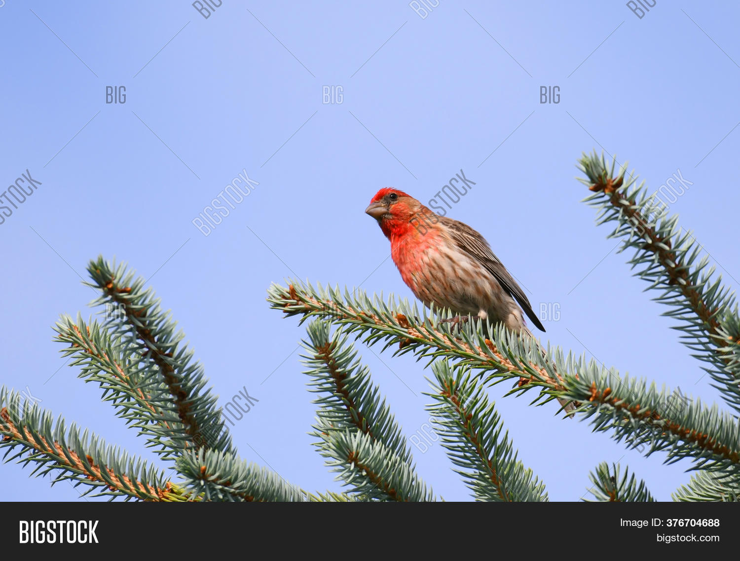 Red House Finch Image & Photo (Free Trial) | Bigstock