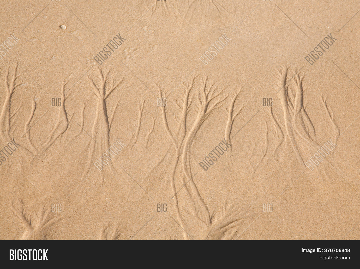 Sand Texture. Sandy Image & Photo (Free Trial) | Bigstock