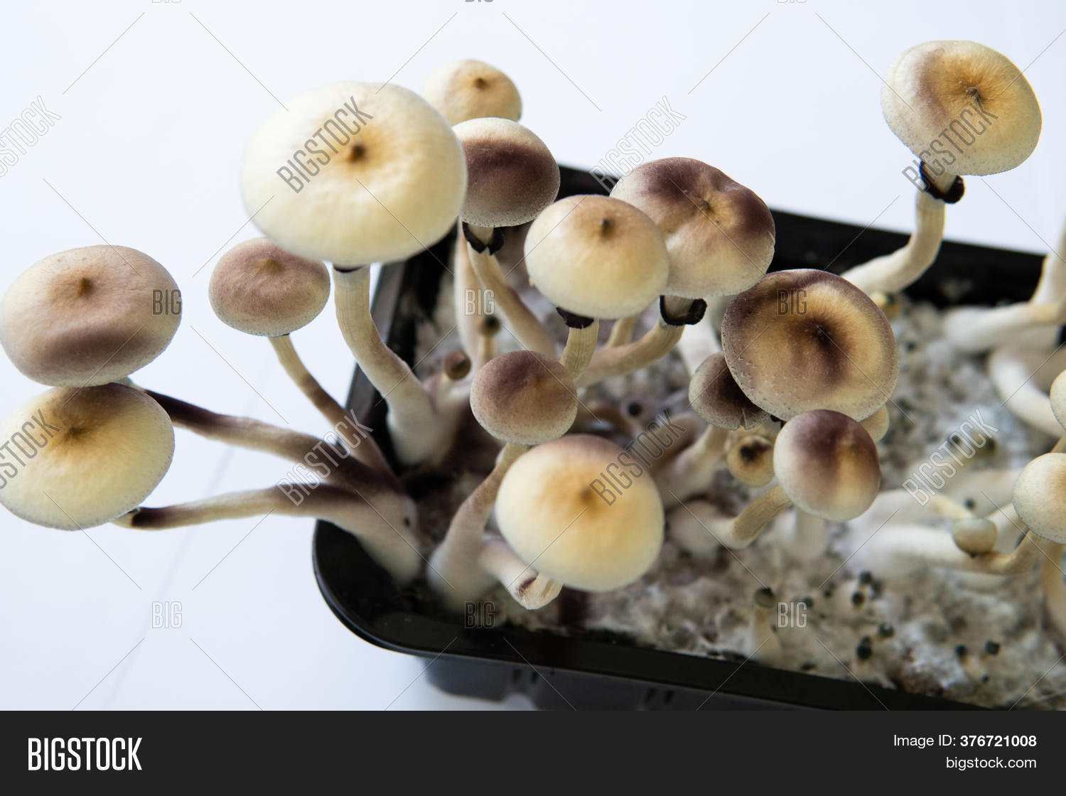 Fresh Psilocybin Image & Photo (Free Trial) | Bigstock