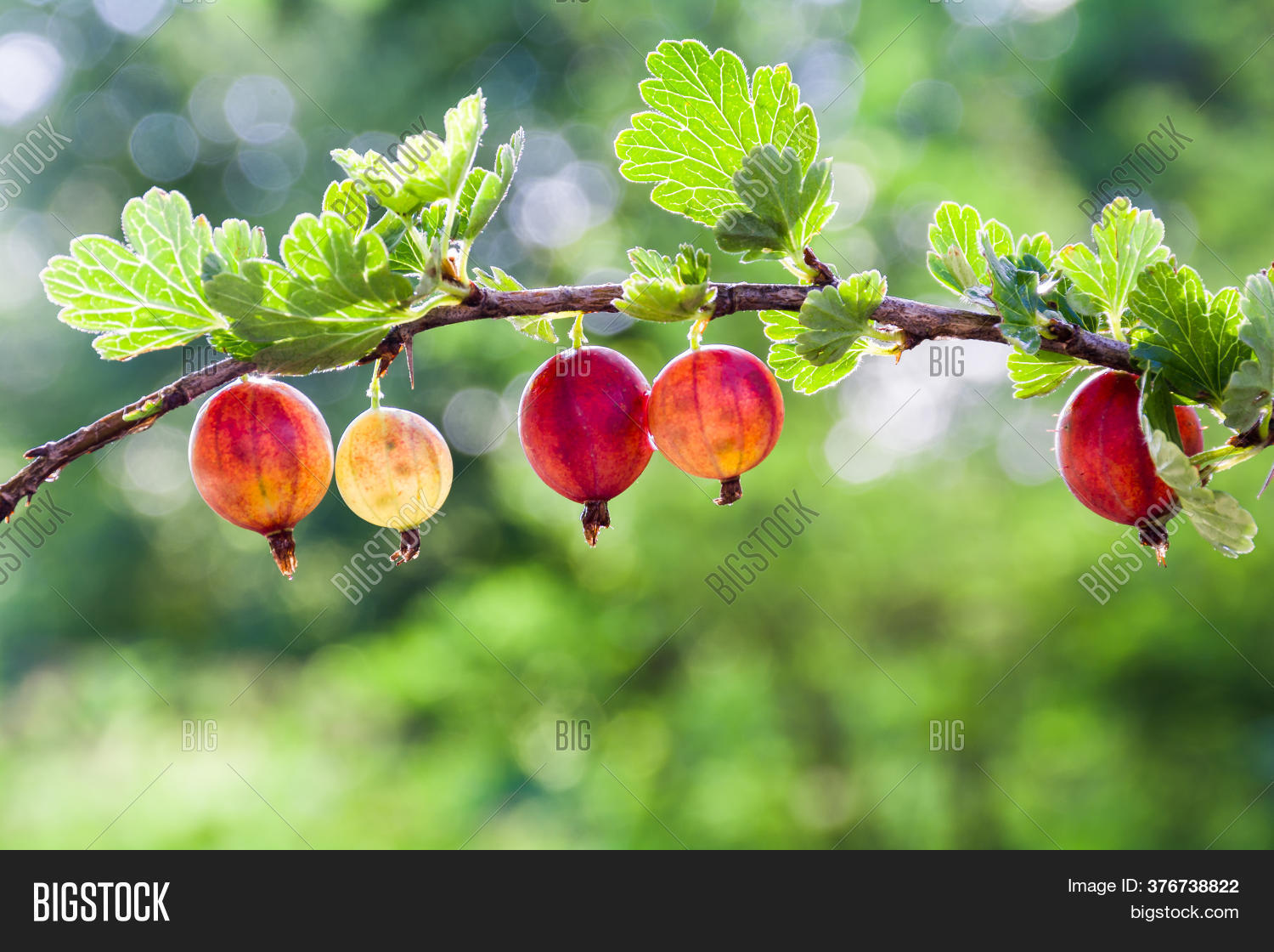 Gooseberry. Fresh Image & Photo (Free Trial) | Bigstock