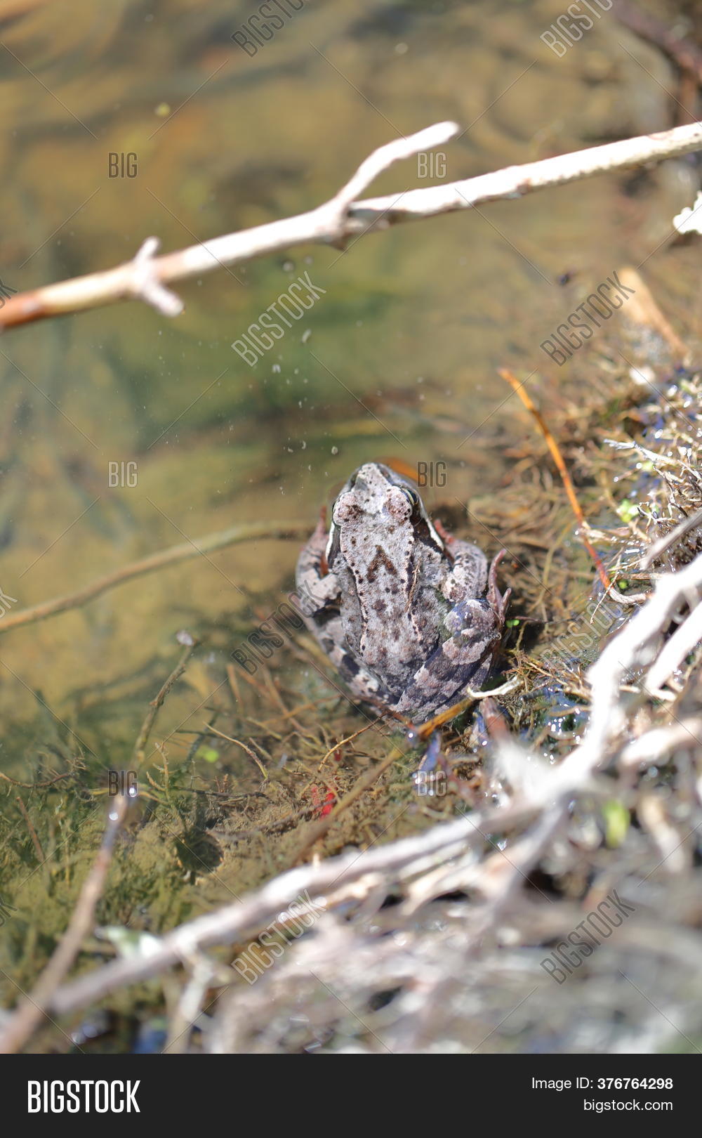 Grey Brown Toad Frog Image & Photo (Free Trial) | Bigstock
