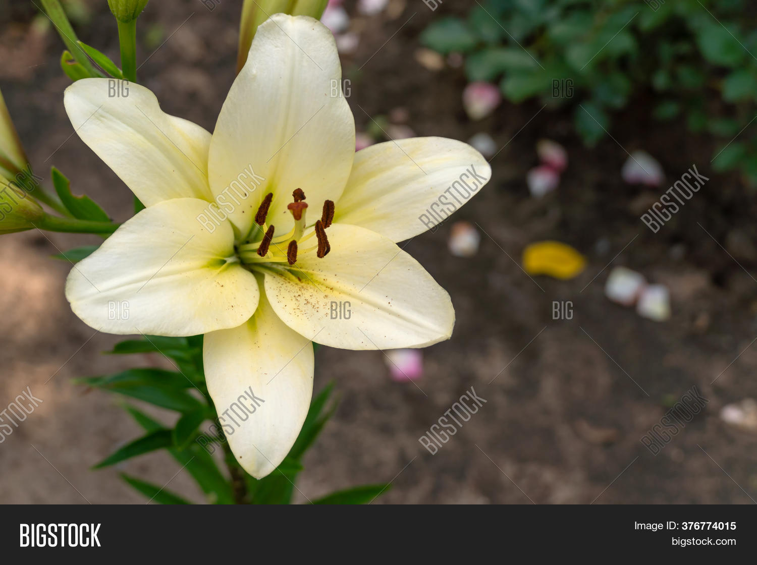 Beautiful White Lily Image & Photo (Free Trial) | Bigstock