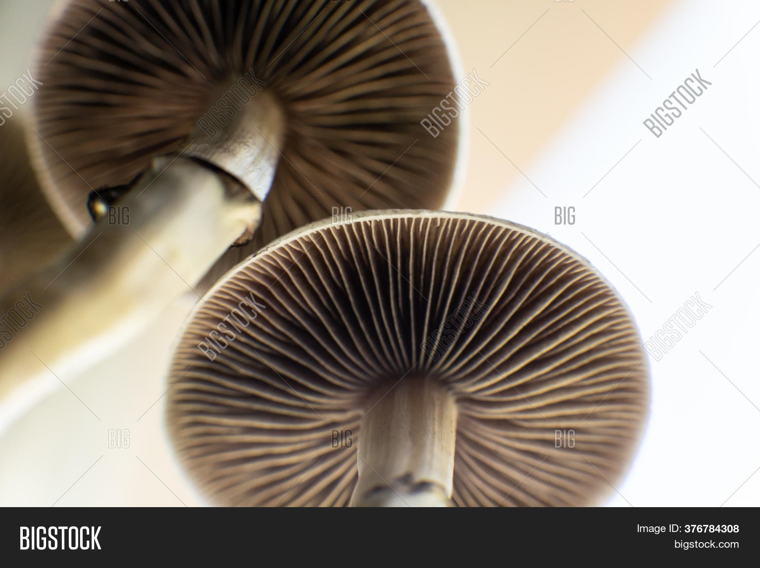 Psilocybin Cubensis Image & Photo (Free Trial) | Bigstock
