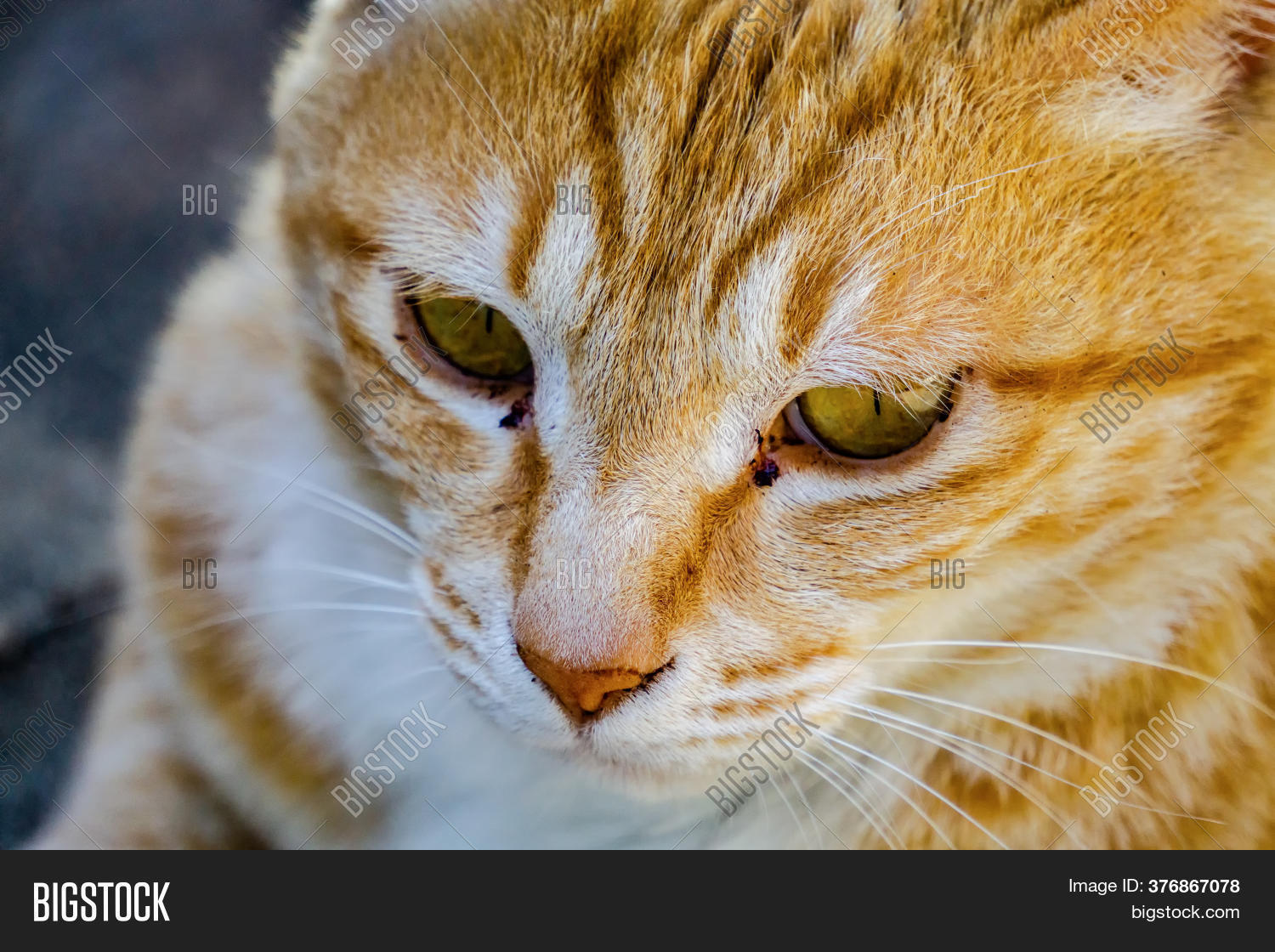 Cuty Chubby Orange Image & Photo (Free Trial) | Bigstock