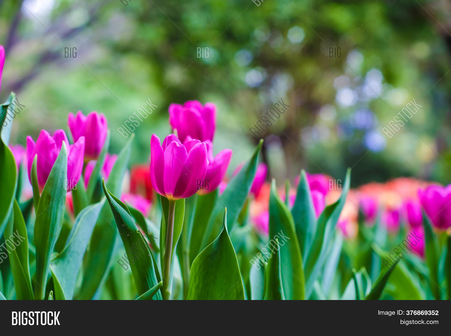 Colorful Tulip Flower Image & Photo (Free Trial) | Bigstock