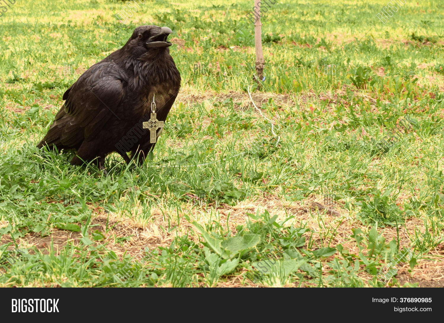 Bird Black Raven Image & Photo (Free Trial) | Bigstock