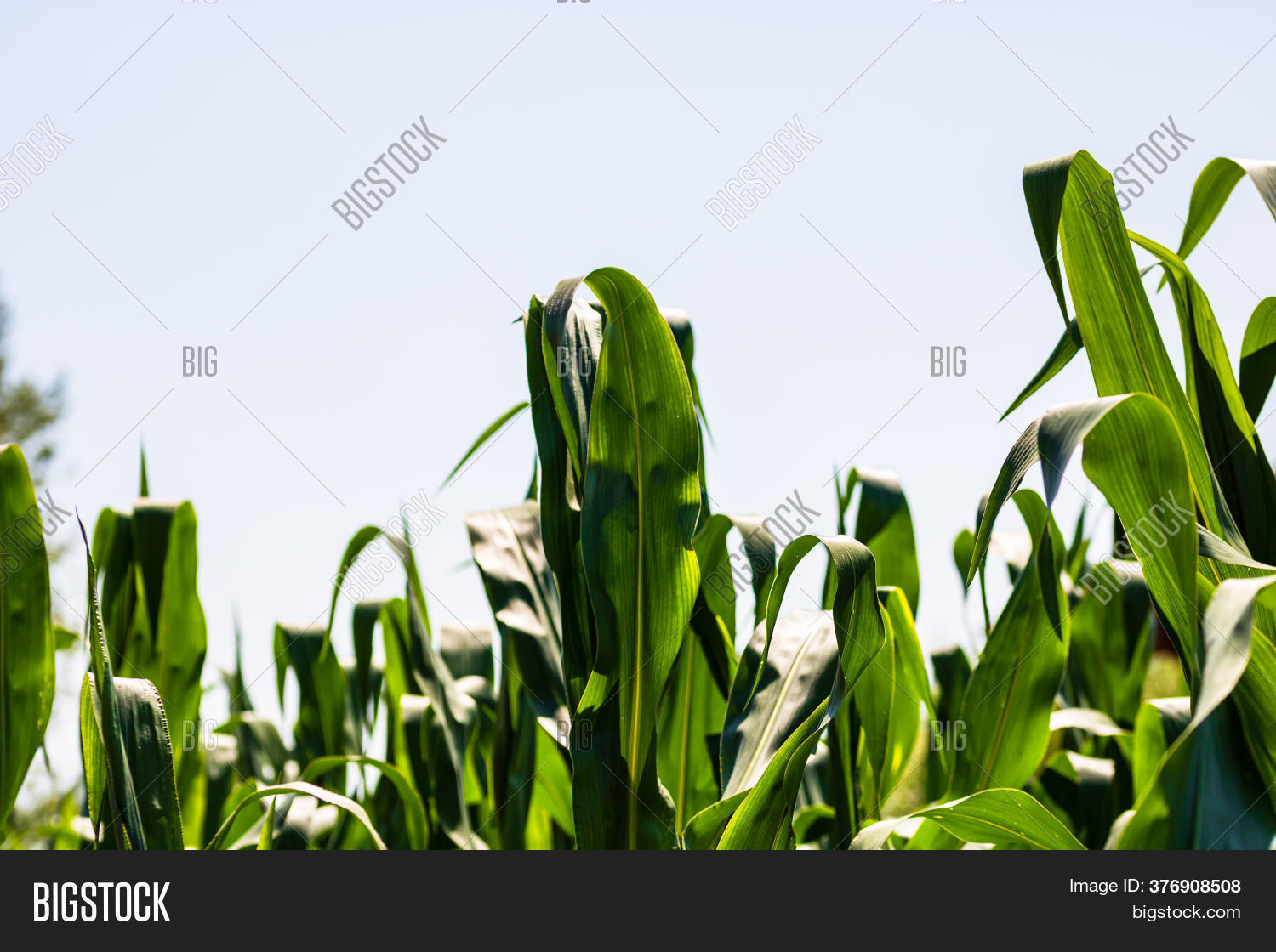 Sun Lights Over Green Image & Photo (Free Trial) | Bigstock