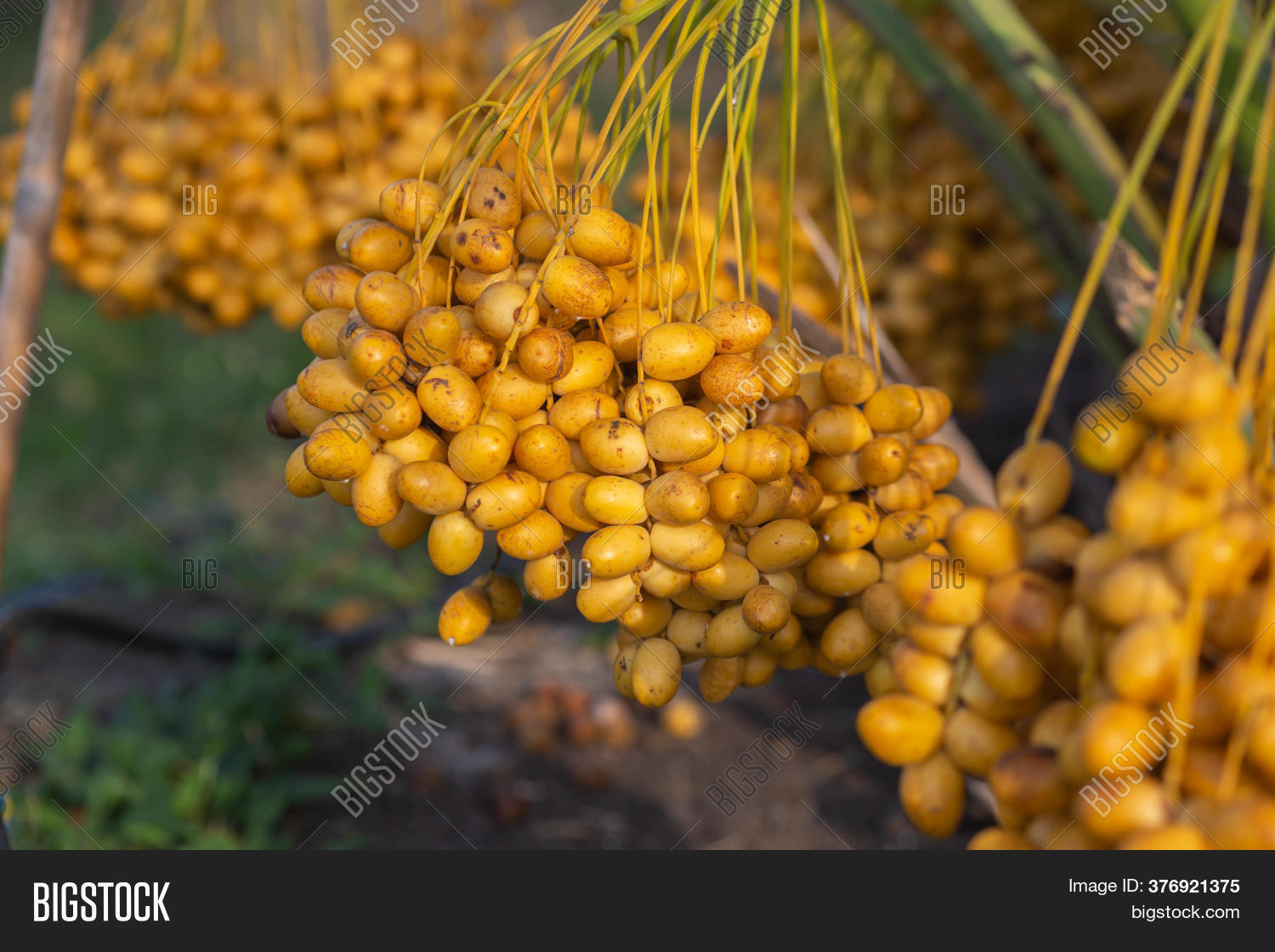 Bunch Palm Fruit Image & Photo (Free Trial) | Bigstock