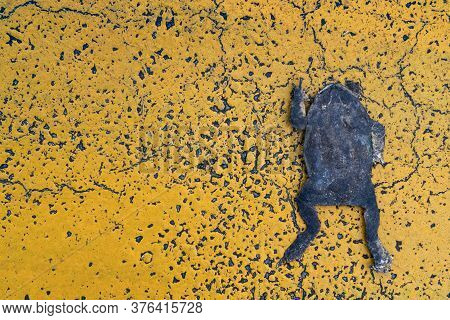 Dead Flat Toad Crushed Image & Photo (Free Trial) | Bigstock