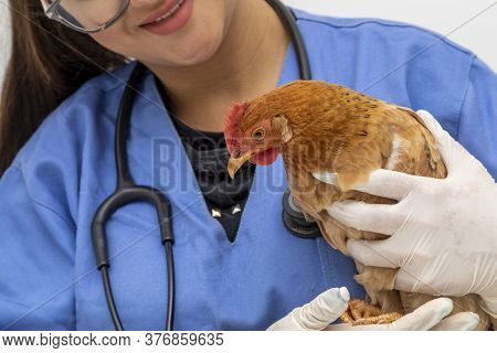 Veterinary Doctor Image & Photo (Free Trial) | Bigstock