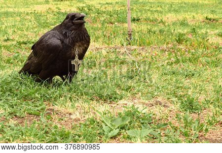 Bird Black Raven Image & Photo (Free Trial) | Bigstock