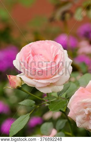Pink White Roses Image & Photo (Free Trial) | Bigstock