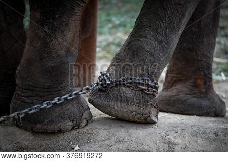 Chained Elephant Image & Photo (Free Trial) | Bigstock
